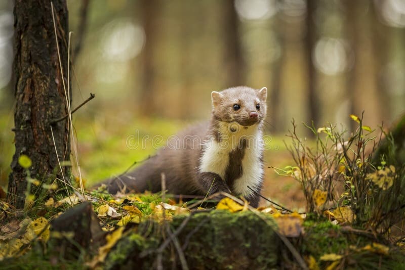 Marder nto Wald stockbild. Bild von buche, sitzung, landschaft - 108602315
