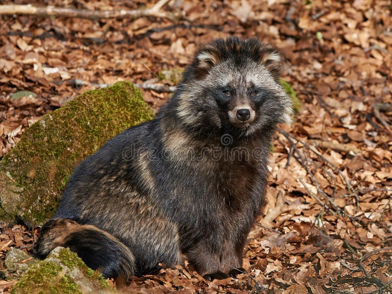 Marderhund (Nyctereutes Procyonoides) Stockbild - Bild von pelz, wald ...