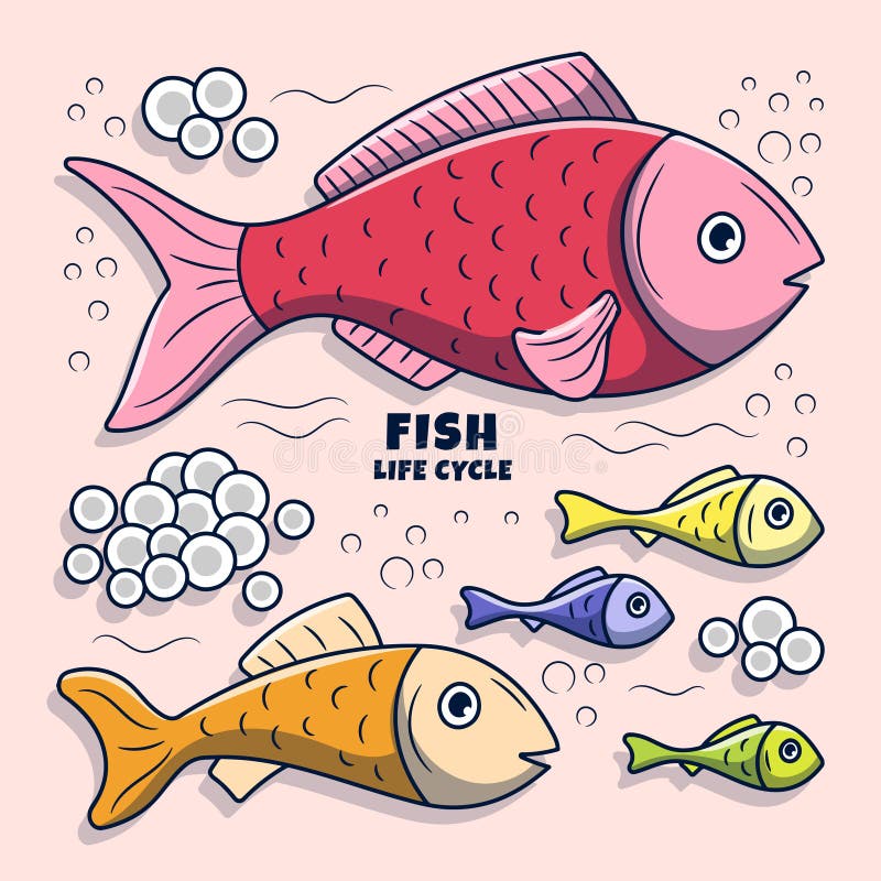Colored Fish Life Cycle Illustration Stock Vector - Illustration of ...