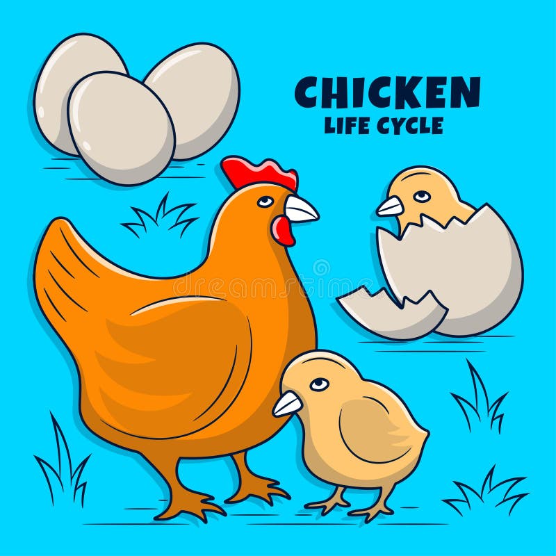 Chicken life cycle stock image. Image of biology, baby - 1011275
