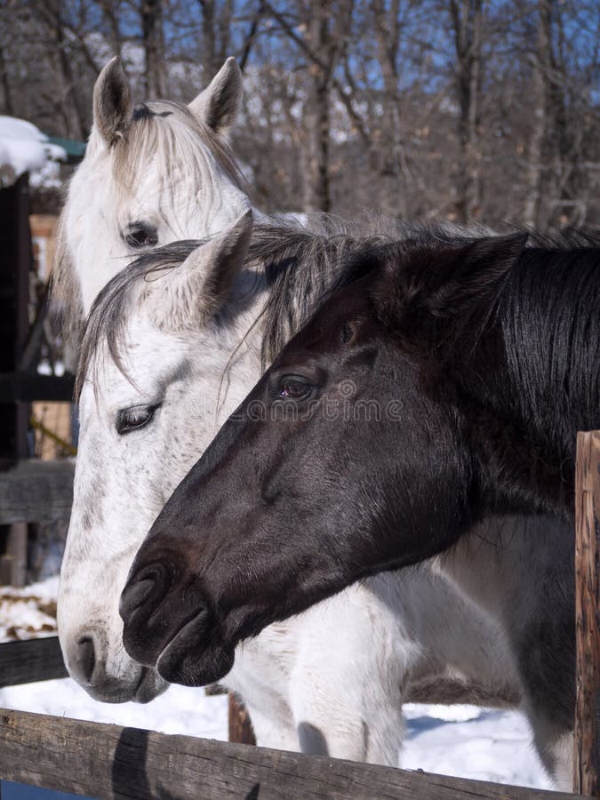 Mare in Aggressive Attitude Threatening Other Horses Stock Image ...