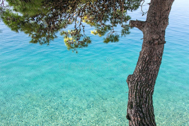 Mare calmo e pino fotografia stock. Immagine di mediterraneo - 79613804
