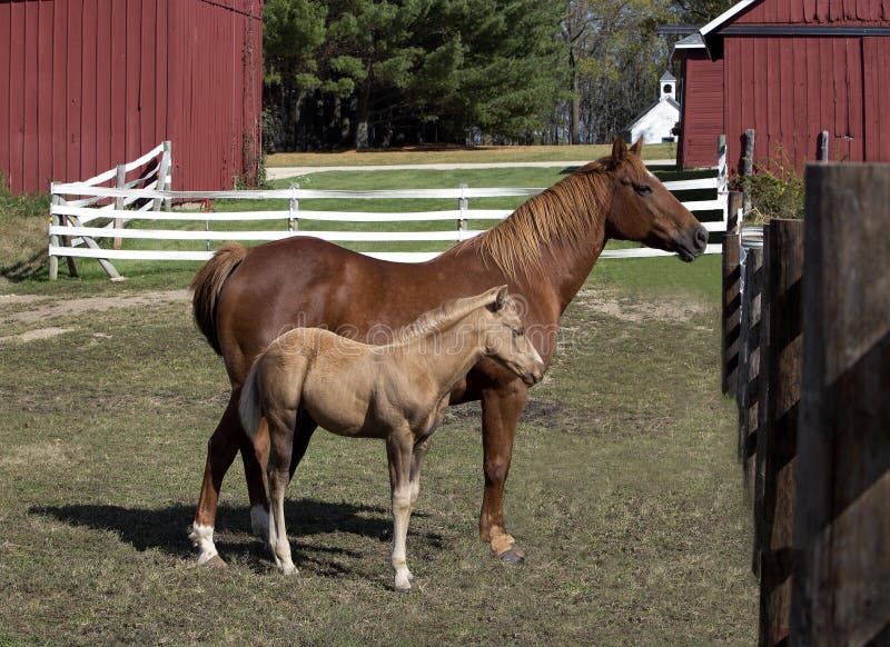 Mare and colt stock photo. Image of barn, farm, mother - 45399978