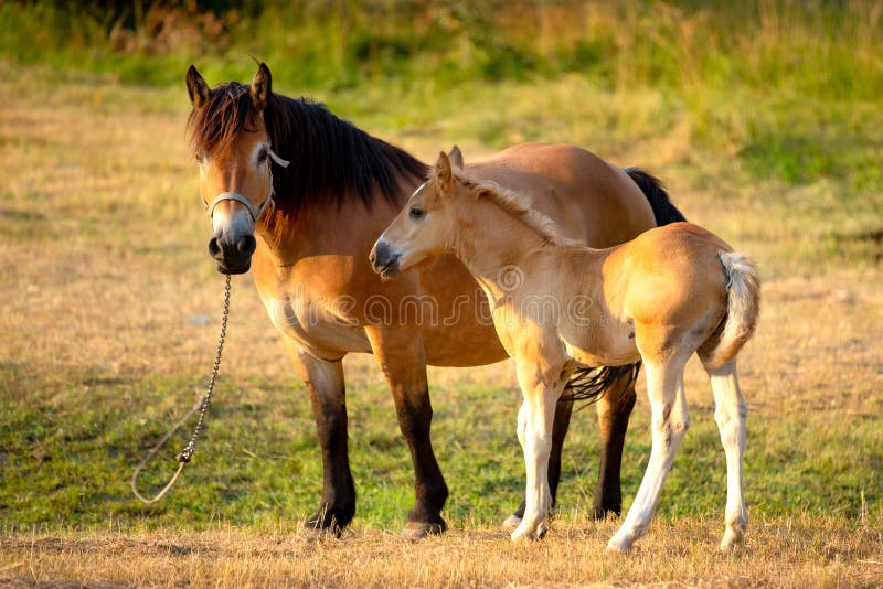 Mare with a Cute Foal on the Pasture Stock Image - Image of colt, mare ...
