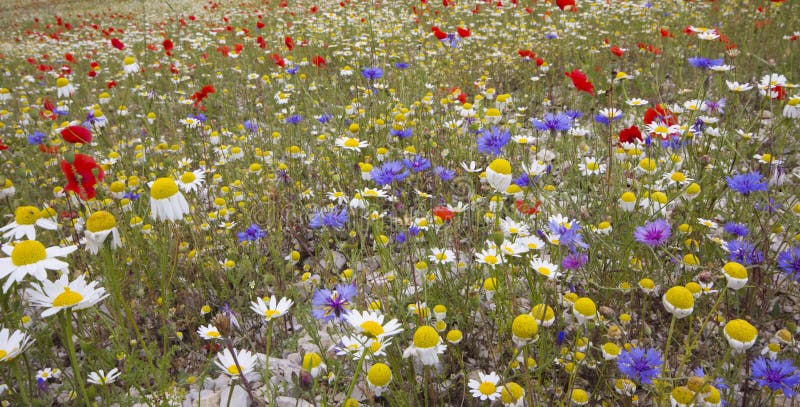 Mare dei fiori colorati immagine stock. Immagine di italia - 32619385