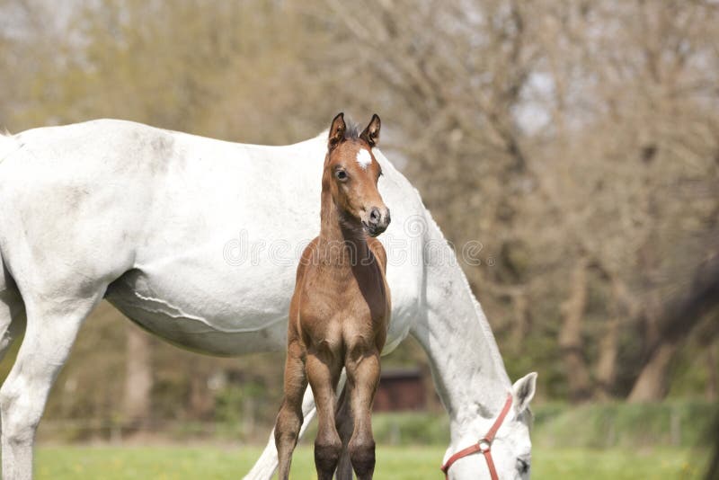 Mare and foal pasture stock image. Image of field, baby - 120383605