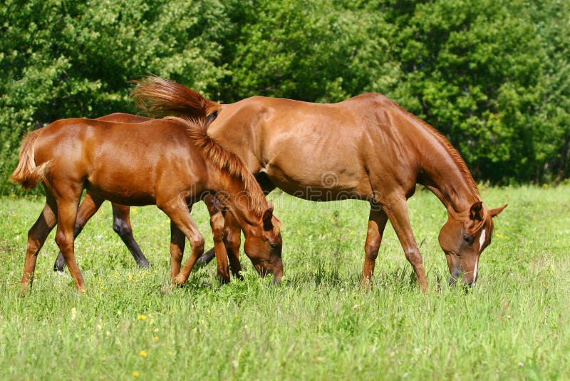 Mare and foal stock photo. Image of farm, beauty, fast - 11557418