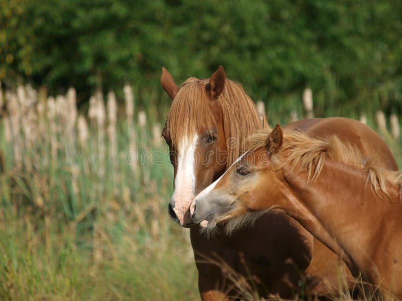 Mare and Foal stock photo. Image of liberty, meadow, beauty - 24917674
