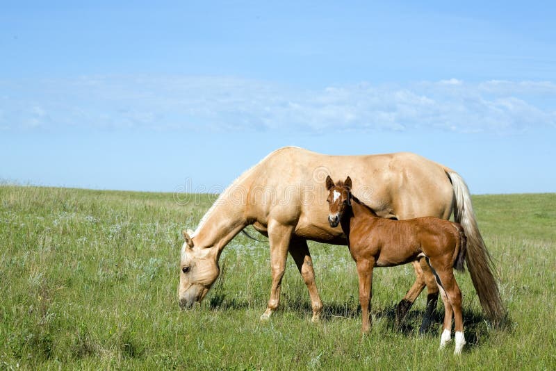 Mare and foal stock photo. Image of grooming, mare, foal - 5533780