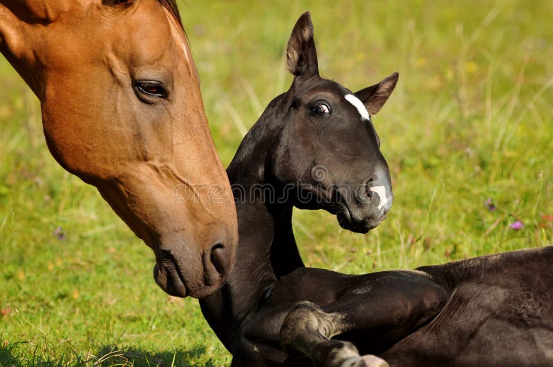 Mare and Foal Funny Moment of Communicate Closeup Stock Photo - Image ...