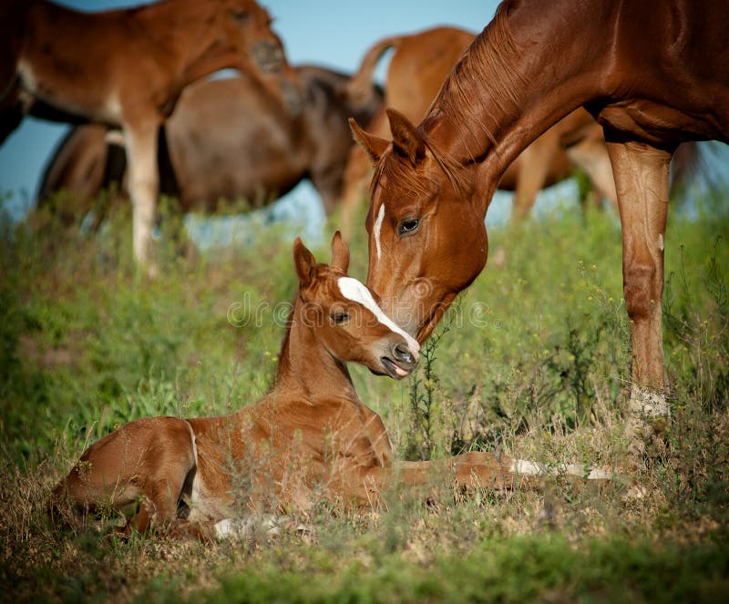 Mare and foal in pasture stock photo. Image of fauna - 32415742