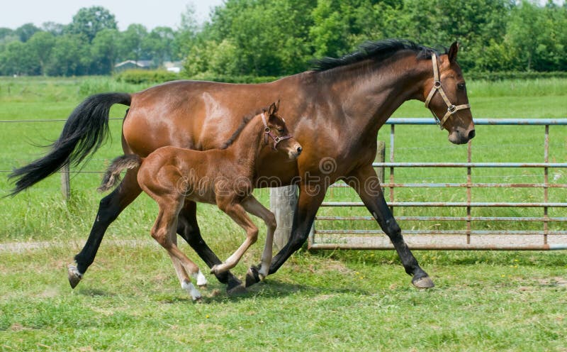 Mare and foal running stock image. Image of brown, running - 9713917 Mare and foal running stock image. Image of brown, running - 9713917