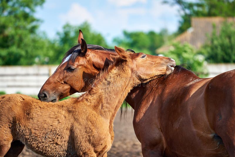 Mare and Foal Standing and Scratching Each Other S Back in the Paddock ...