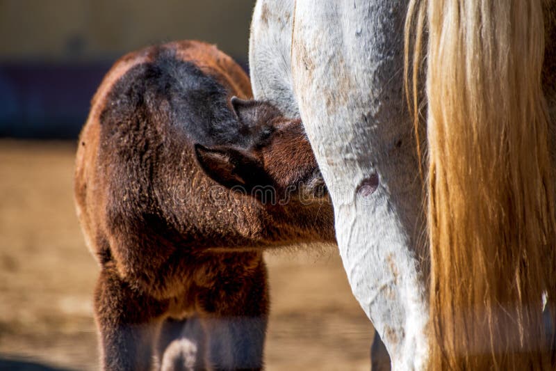 Mare and Foal Suckling. Horse Nursing Its Foal on Farm Stock Image ...