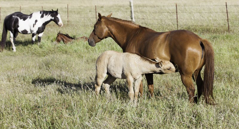 Mare and Foal Together in a Field Stock Image - Image of fence, foal ...