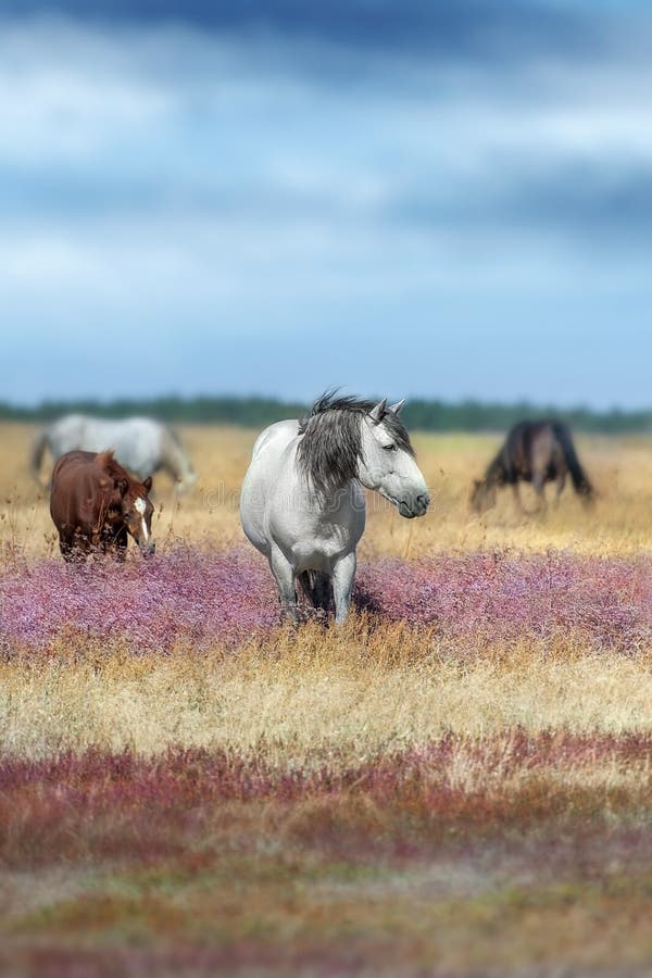 Mare with foal stock image. Image of fast, motion, mother - 270345513
