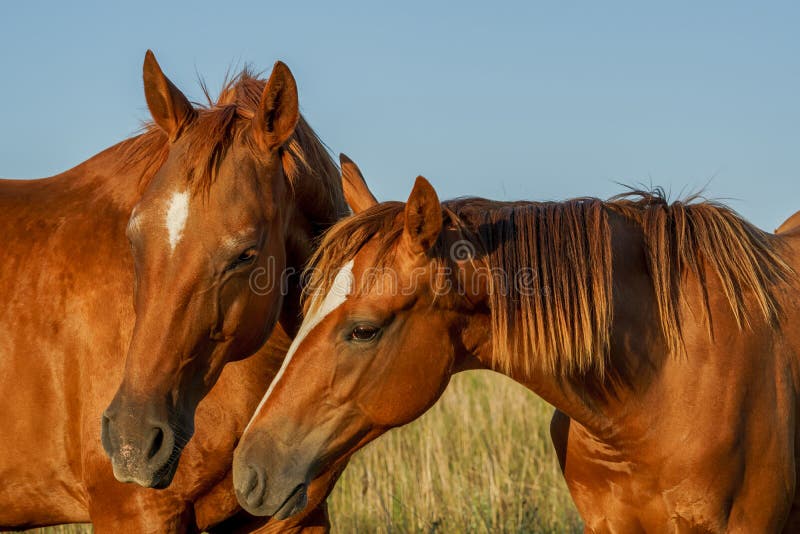 A mare and her filly stock image. Image of expressive - 100472495