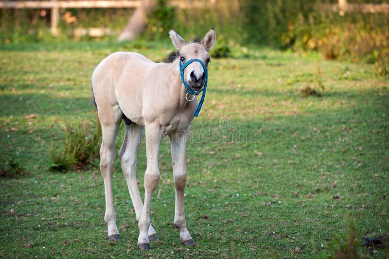 Mare and her foal stock photo. Image of horse, green - 25927256