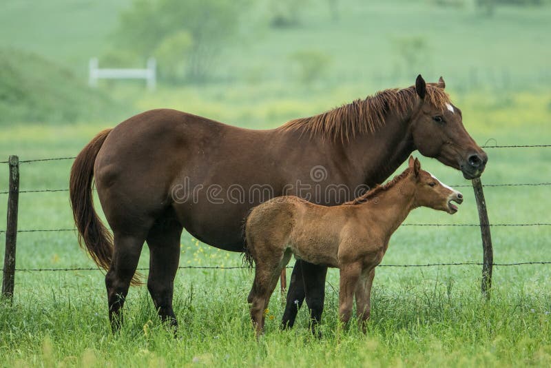 Mare and her foal stock photo. Image of mother, newborn - 79342444