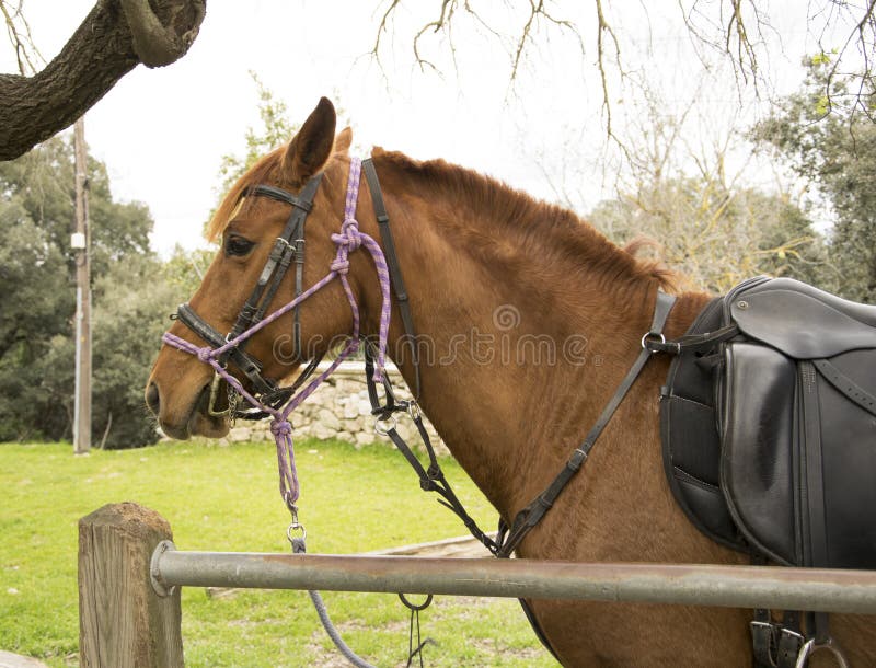 Mare. stock photo. Image of tied, quiet, domestic, walk - 112601284