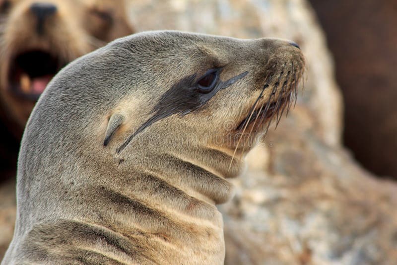 Mare Lion Portrait Di California Immagine Stock - Immagine di mare ...