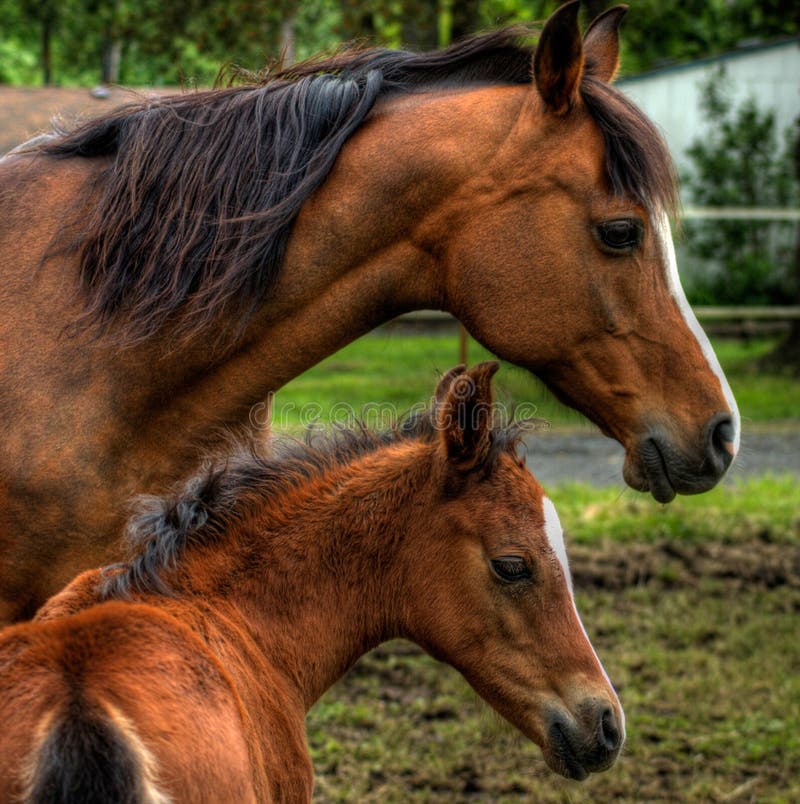 Mare Mother Horse and Baby Foal Profile View Stock Image - Image of ...