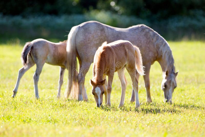 Mare with Two Foals in Field Stock Photo - Image of nature, field: 44621178