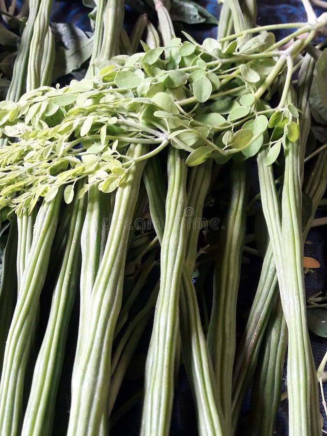 Marenga Stock Photos - Free & Royalty-Free Stock Photos from Dreamstime