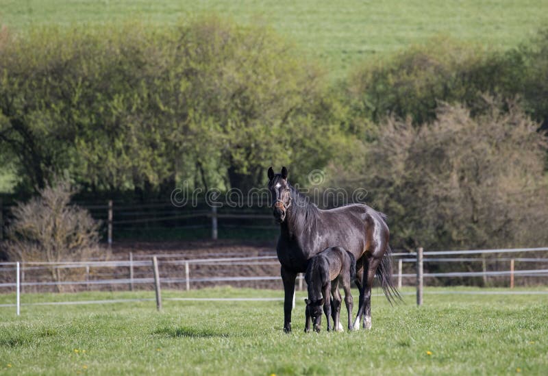 Mares with Foals in Spring Pasture Stock Photo - Image of halter ...