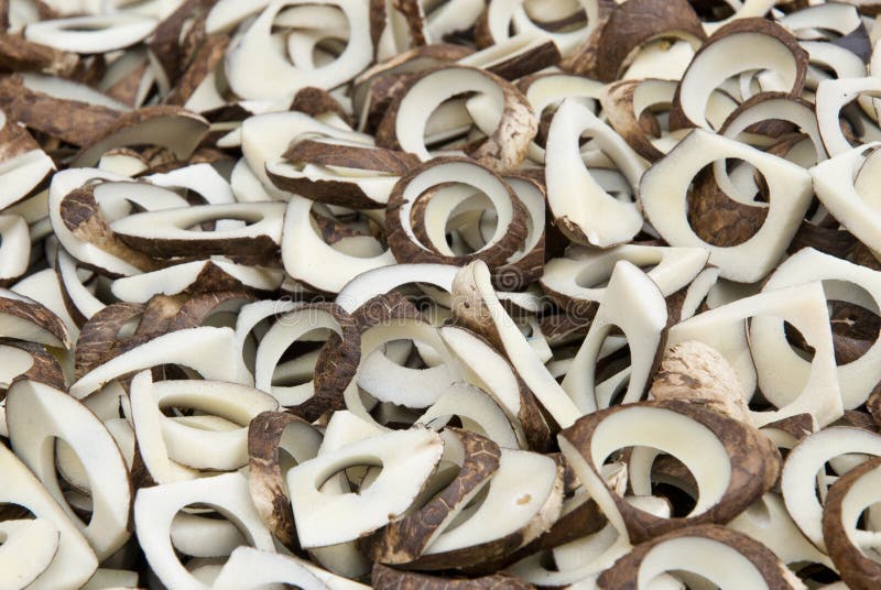 Marfil Vegetal - Semillas De Tagua Foto de archivo - Imagen de pulido ...