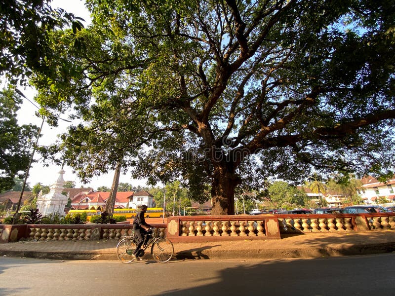 A Man Riding a Bicycle Under a Tall Tree in Goa Editorial Photography ...