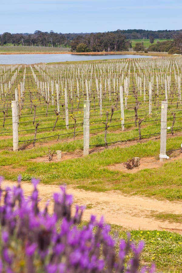 Margaret River Vineyards stock image. Image of australian - 82913817
