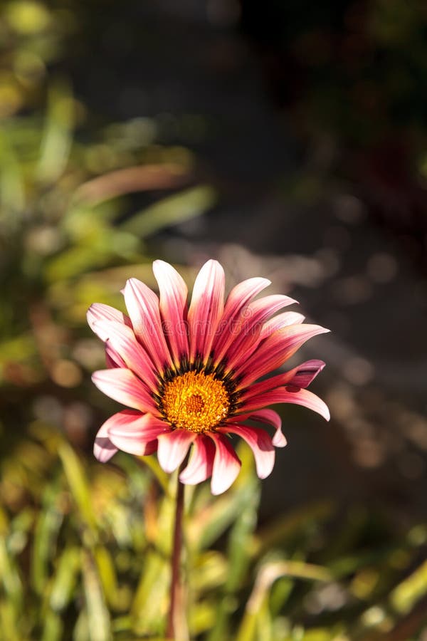Margarida Africana Cor-de-rosa, Osteospermum Ecklonis Imagem de Stock ...