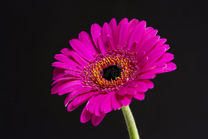 Margarida cor-de-rosa foto de stock. Imagem de europeu - 10381094