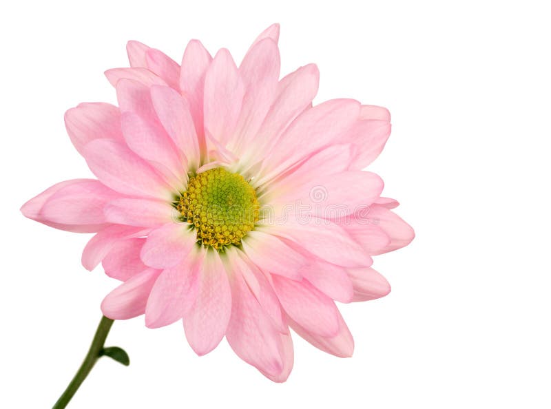 Margarida cor-de-rosa foto de stock. Imagem de nave, entalhe - 12884476