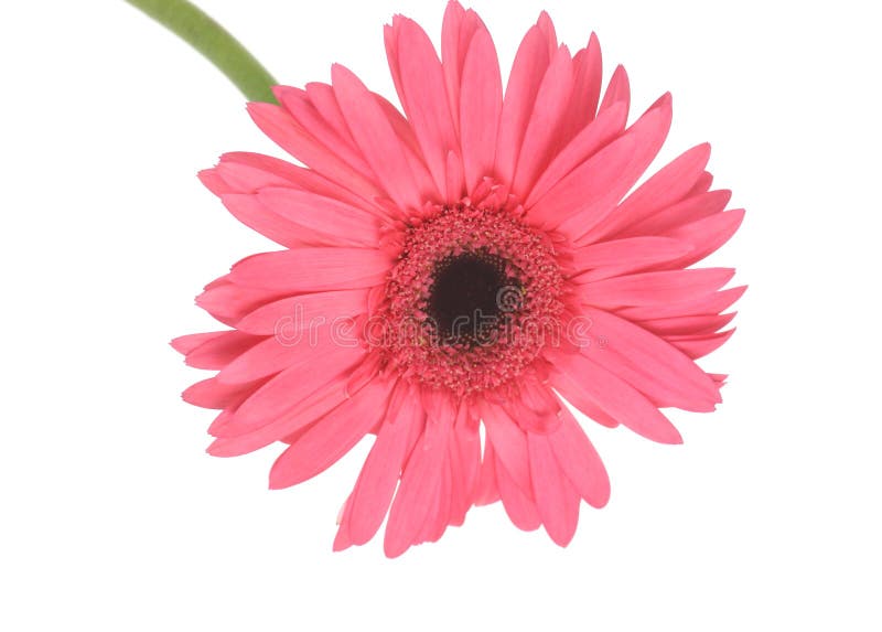 Margarida cor-de-rosa imagem de stock. Imagem de vida - 1318881