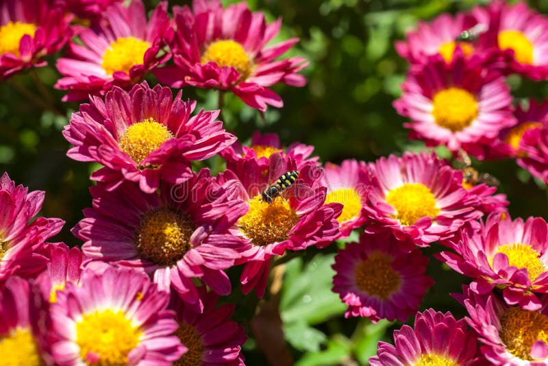 Margarida cor-de-rosa foto de stock. Imagem de florescer - 29557396