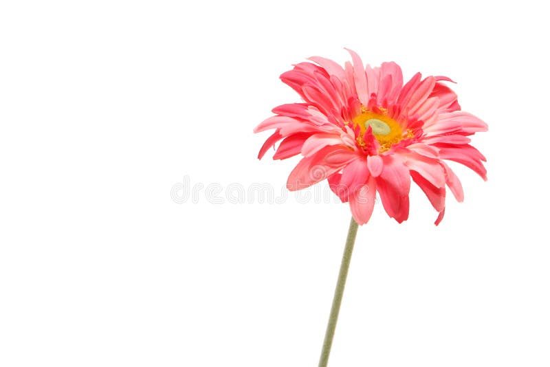 Margarida cor-de-rosa foto de stock. Imagem de beleza - 3045468