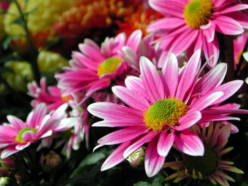 Fim Acima Da Margarida Cor-de-rosa Do Gerber Imagem de Stock - Imagem ...