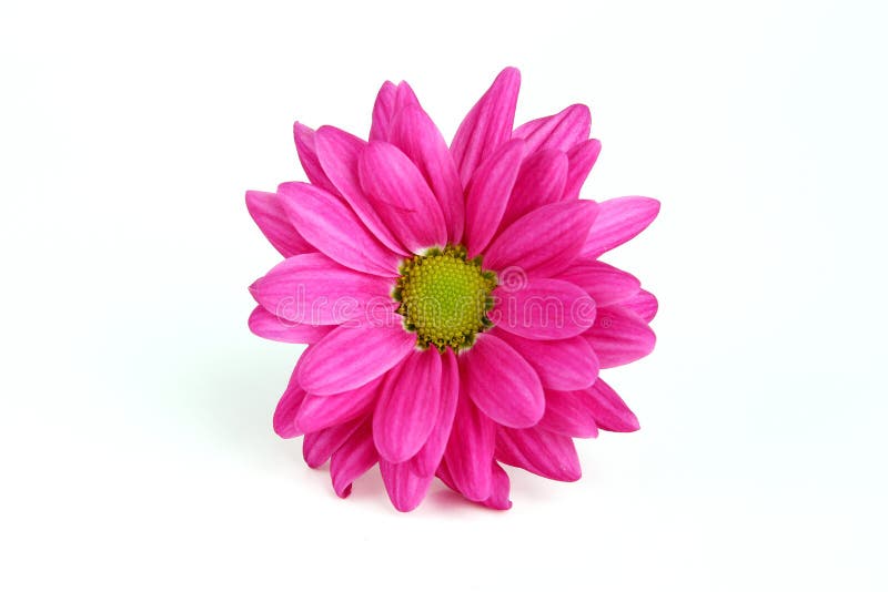 Margarida cor-de-rosa imagem de stock. Imagem de flor - 38818023