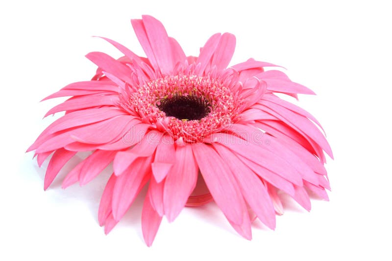 Margarida cor-de-rosa imagem de stock. Imagem de elegante - 798177