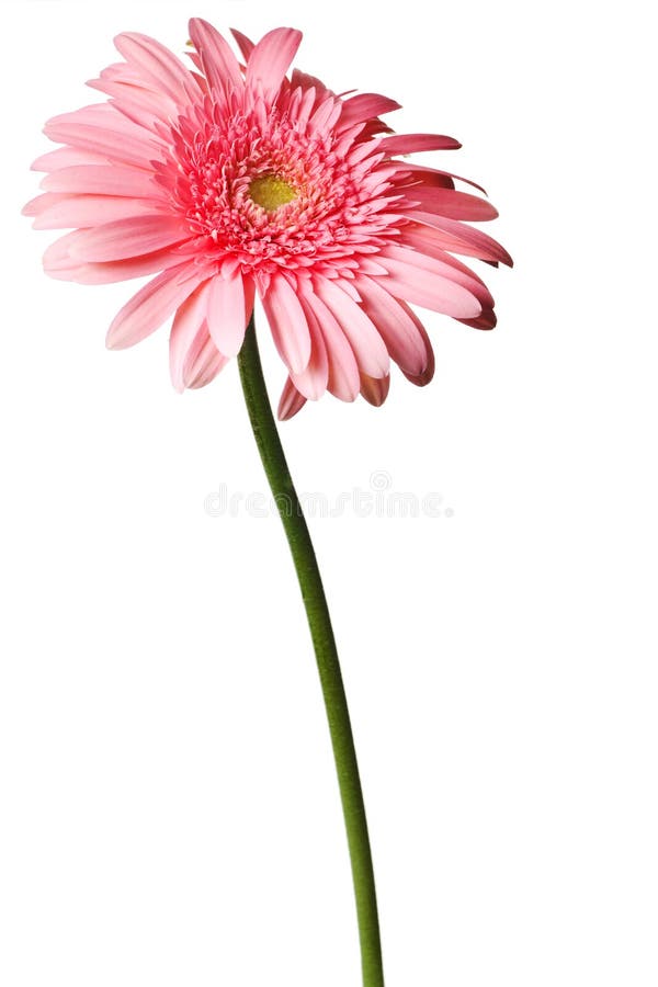 Margarida cor-de-rosa imagem de stock. Imagem de botânica - 9060975