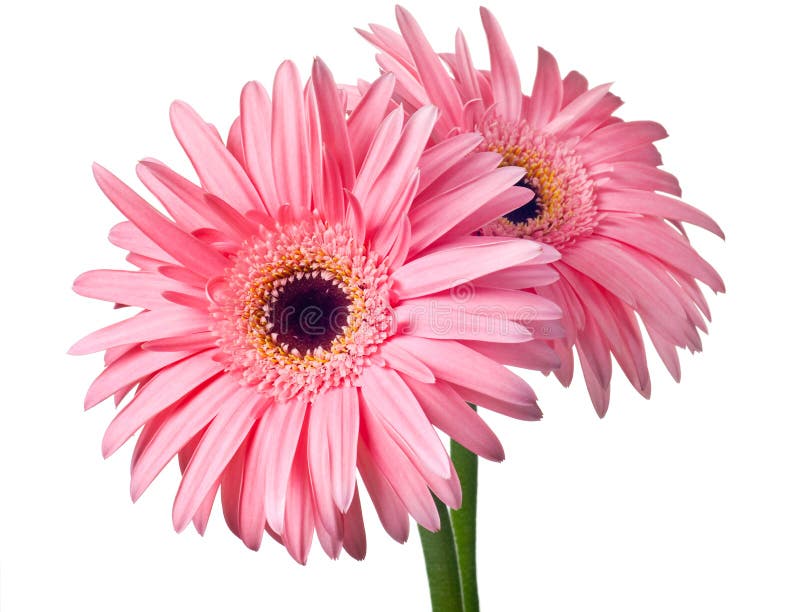 Margarida Cor-de-rosa Com Gotas De água Imagem de Stock - Imagem de ...