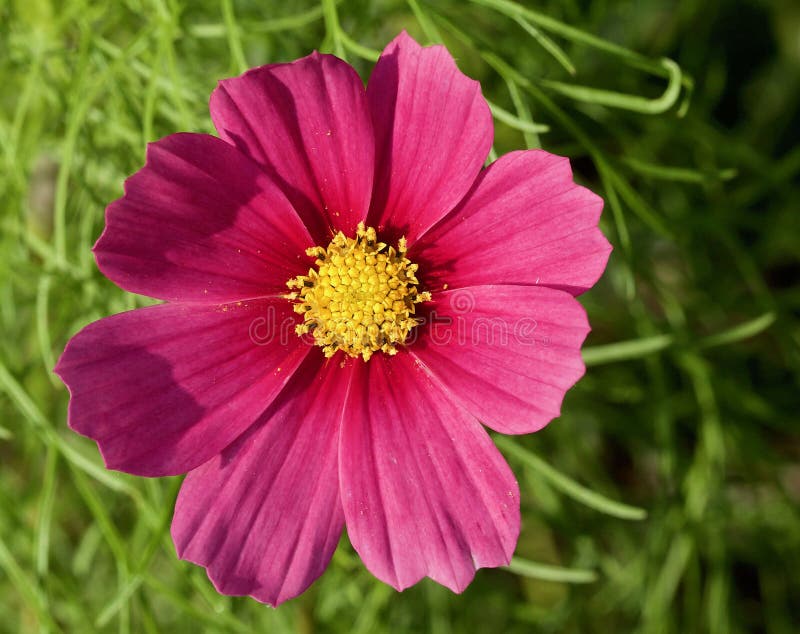 Margarida Cor-de-rosa, Centro Do Ouro Imagem de Stock - Imagem de flor ...