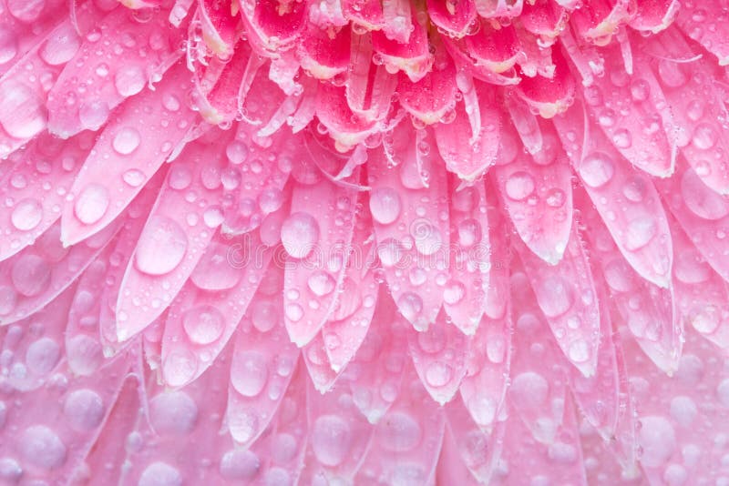 Margarida Cor-de-rosa Com Gotas Imagem de Stock - Imagem de floral ...