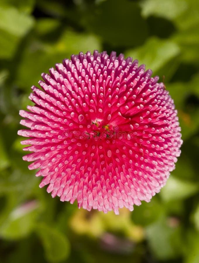 Margarida Cor-de-rosa Do Bellis Imagem de Stock - Imagem de flor ...