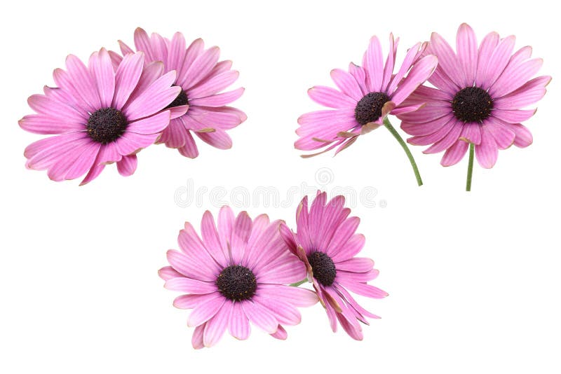 Margarida Cor-de-rosa Em Um Fundo Branco Imagem de Stock - Imagem de ...