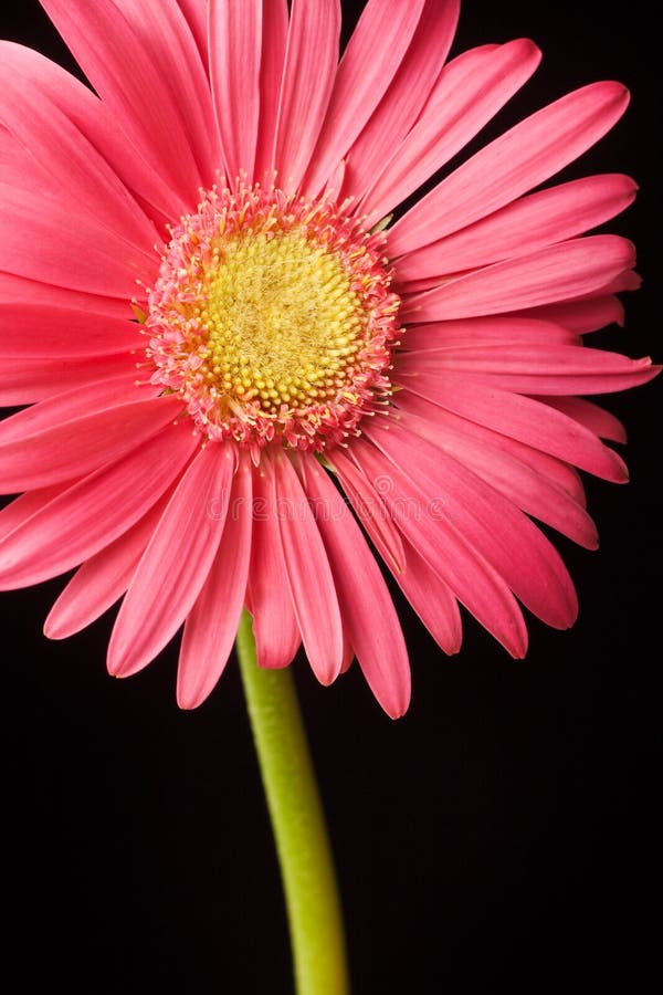 Margarida Cor-de-rosa Isolada Imagem de Stock - Imagem de bonito, fundo ...