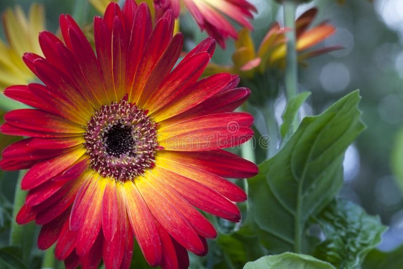 Margarida Amarela Do Gerbera De Gerber No Vaso Do Azul De Cobalto ...