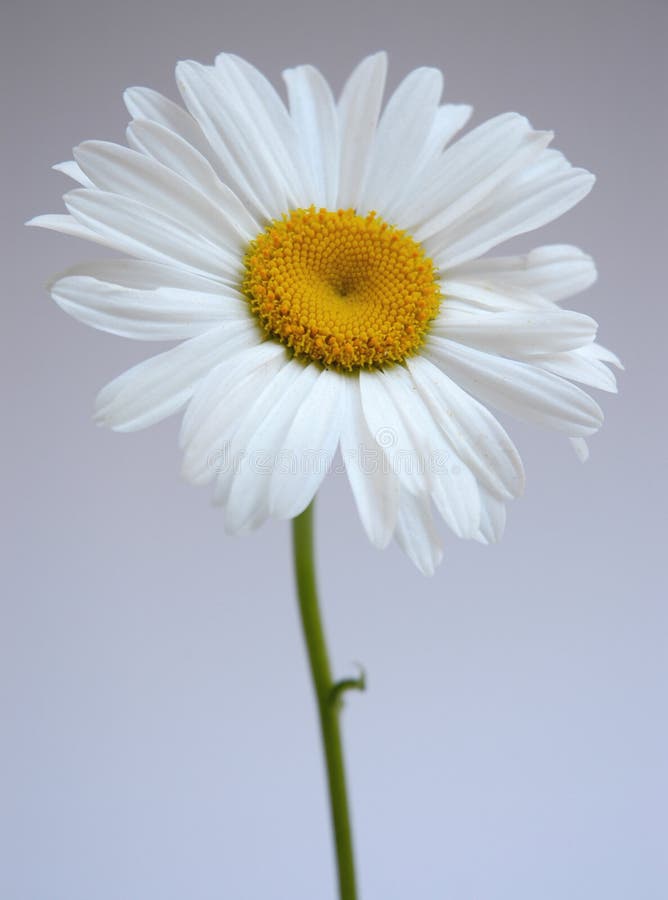 Margarida IV imagem de stock. Imagem de margarida, perfumado - 180111